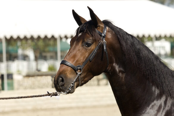 Berber Pferd im Rasseportrait | ehorses.de