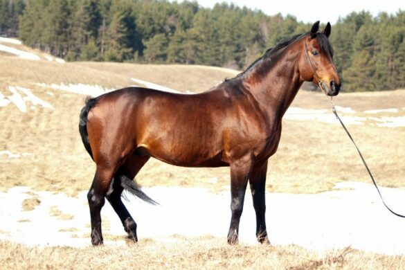 Bockhuf beim Pferd - Was ist das? - Alles rund ums Pferd