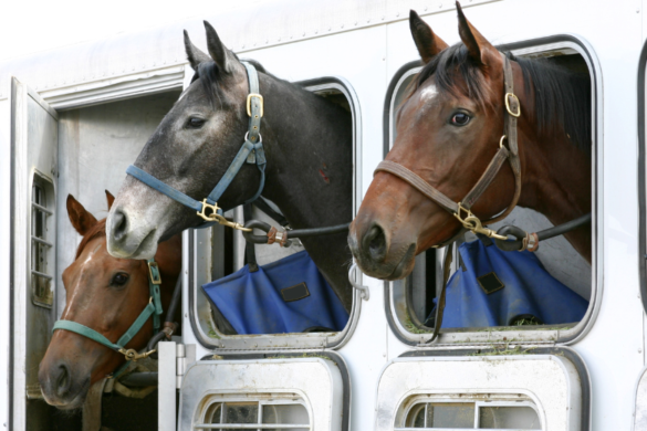 Die Pferdearten im Überblick - ehorses Magazin