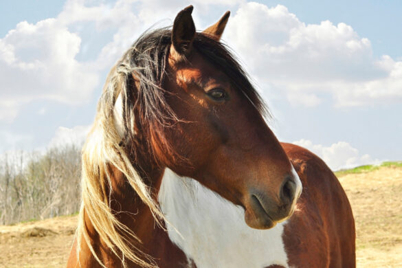 Kinder und Pferde: Umgang, Entwicklung & erste Schritte | ehorses.de ...