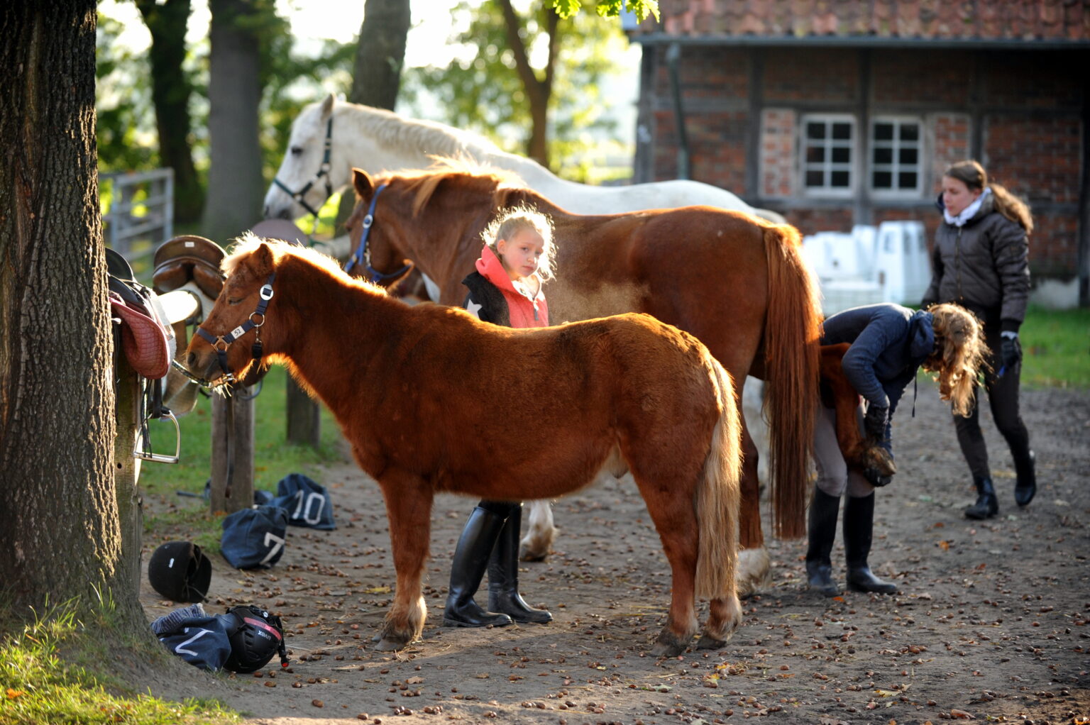 Kinder und Pferde: Umgang, Entwicklung & erste Schritte | ehorses.de ...