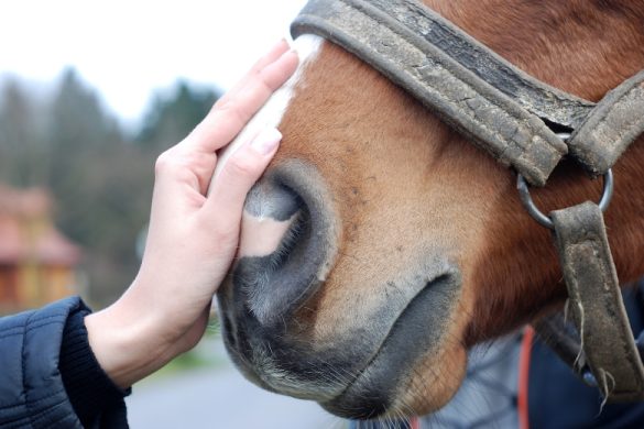 Das schnellste Pferd der Welt: Drip Brew | ehorses Magazin