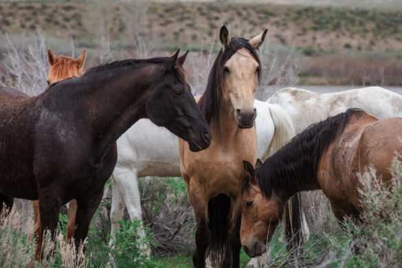 Milben beim Pferd: Symptome und Behandlung I ehorses Magazin