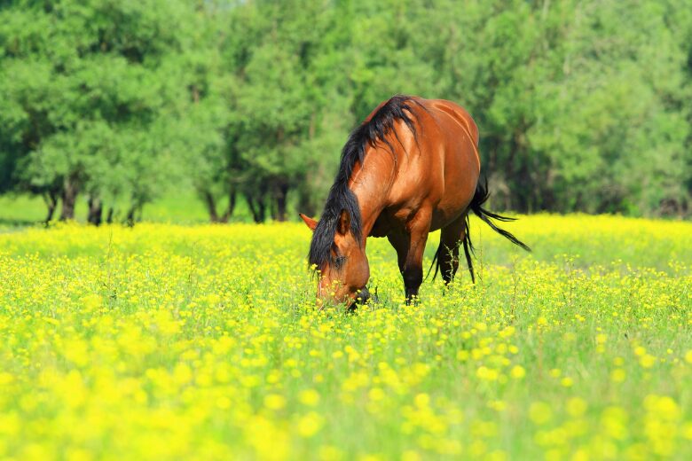Pferdeweide pflegen: So geht's! I ehorses Magazin