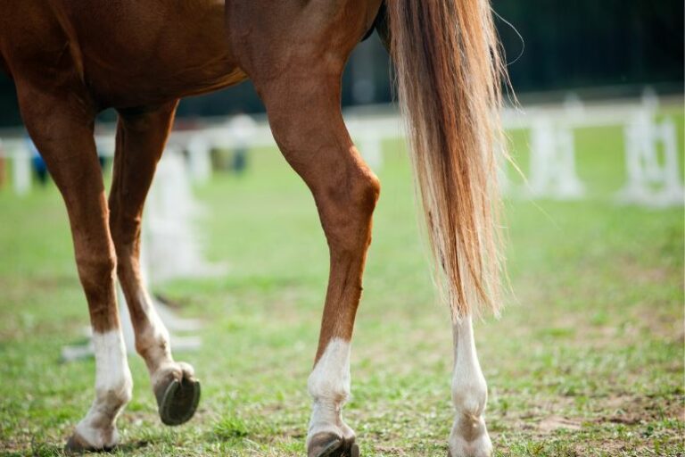 Gallen beim Pferd - darauf solltest Du achten | ehorses Magazin