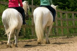 Reiten lernen: Die ersten Schritte im Leitfaden - ehorses Magazin