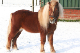 Shetland Pony im Rasseportrait | ehorses Magazin
