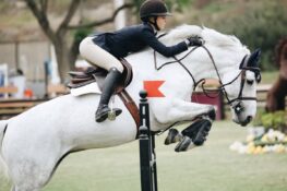 Senner Pferd im Rasseportrait