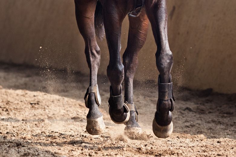 Reitunfall: So reagierst Du richtig!