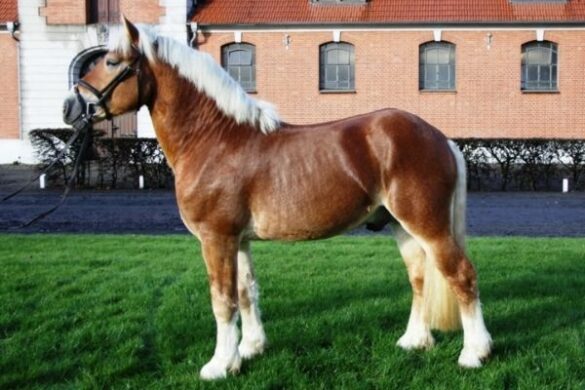 Rheinisch-Deutsches Kaltblut im Rasseportrait | ehorses Magazin