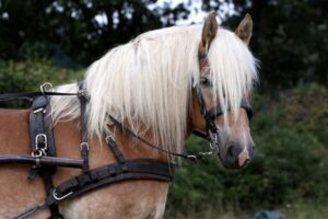 Altmärkisches Kaltblut im Rasseportrait | ehorses Magazin