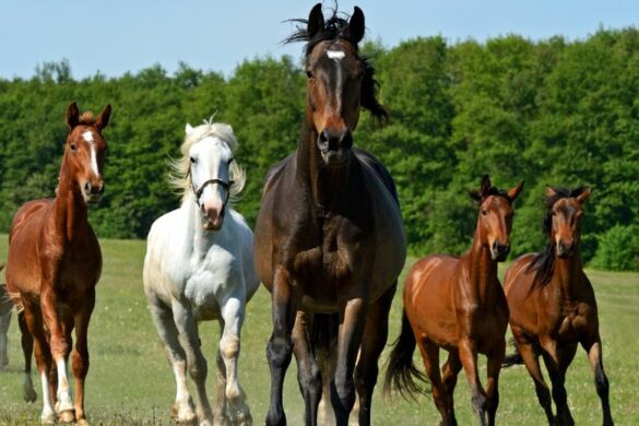 Das schnellste Pferd der Welt: Drip Brew | ehorses Magazin