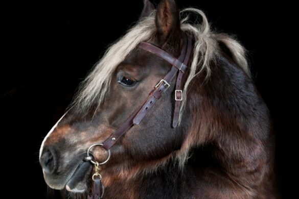 Kaltblüter: Rassen, Eigenschaften & Einsatz | ehorses Magazin