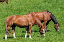 Schweres Warmblut im Rasseportrait | ehorses Magazin