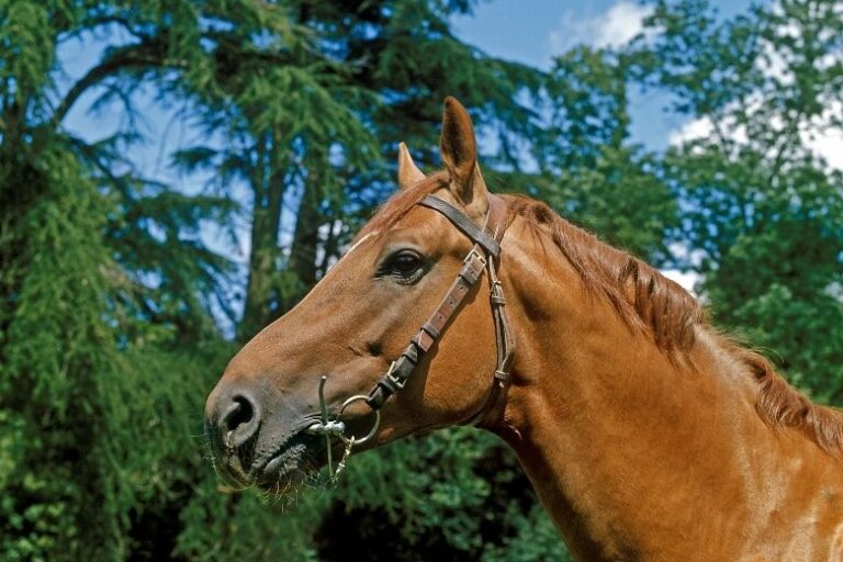Criollo Pferde im Rasseportrait | ehorses Magazin