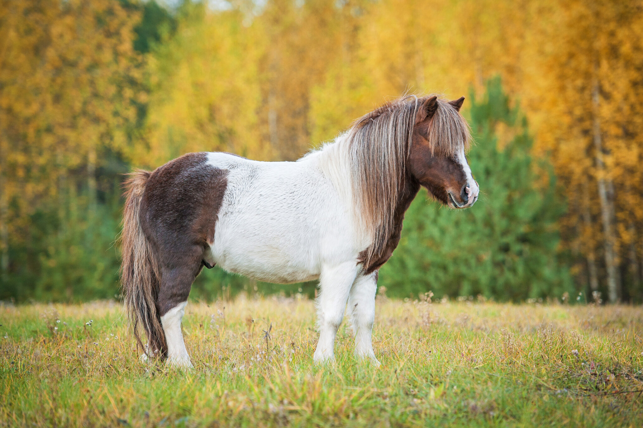 Ponyrassen: Beliebte Ponys von A bis Z - mit Bild | ehorses.de Magazin