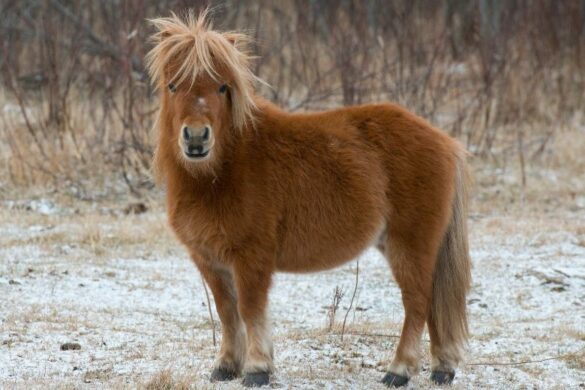 Pferderasse Classic Pony im Rasseportrait