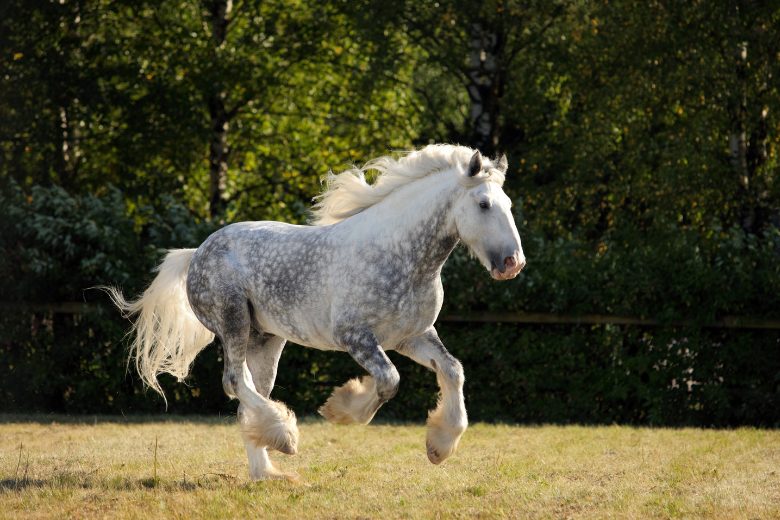 Shire Horse im Rasseportrait | ehorses Magazin