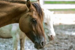Shivering beim Pferd: Ursachen, Symptome & Behandlung
