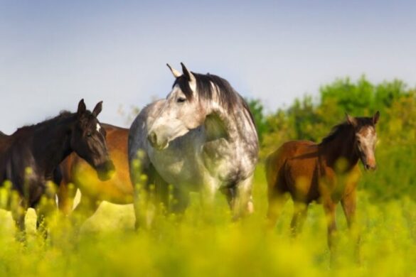 Das schnellste Pferd der Welt: Drip Brew | ehorses Magazin