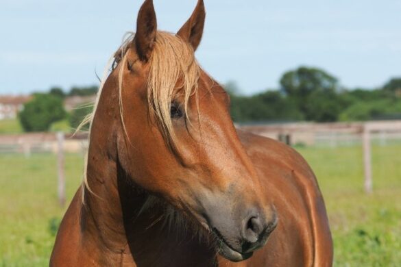 Schwarzwälder Fuchs im Rasseportrait | ehorses Magazin