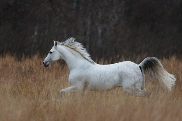 Arasier im Rasseportrait | ehorses Magazin