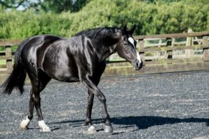 Schweres Warmblut im Rasseportrait | ehorses Magazin