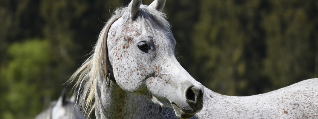 Arasier im Rasseportrait | ehorses Magazin