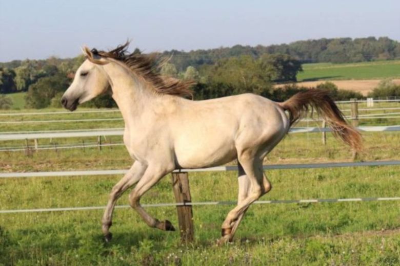 Arasier im Rasseportrait | ehorses Magazin