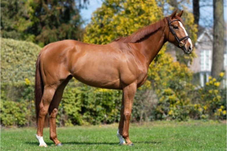 Britisches Warmblut im Rasseportrait | ehorses Magazin