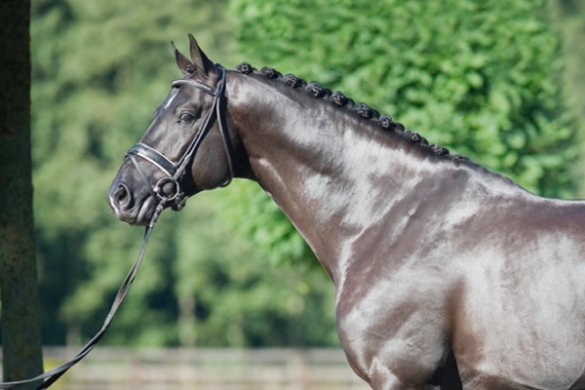 Berühmte Pferdenamen von A bis Z | ehorses Magazin