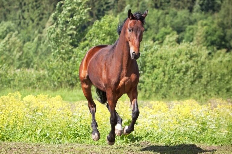 Polnisches Warmblut im Rasseportrait | ehorses.de