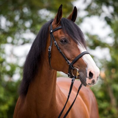 Trense richtig verschnallen I ehorses Magazin