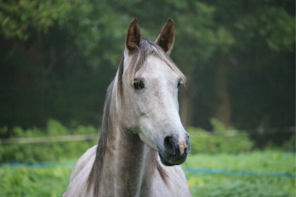Arasier im Rasseportrait | ehorses Magazin