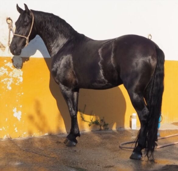 Warlander im Rasseportrait