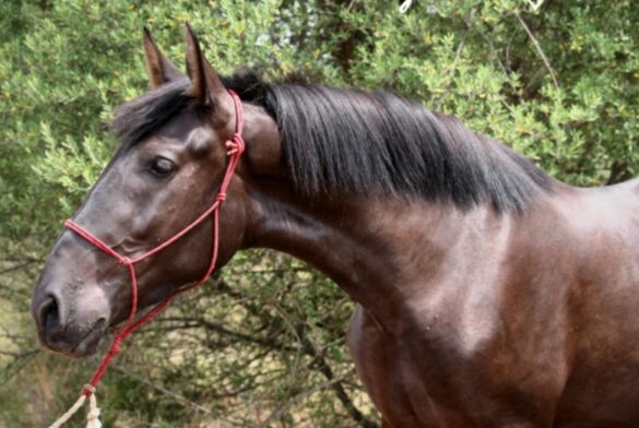 Warlander im Rasseportrait