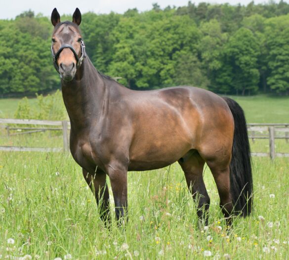 Die Pferdearten im Überblick - ehorses Magazin