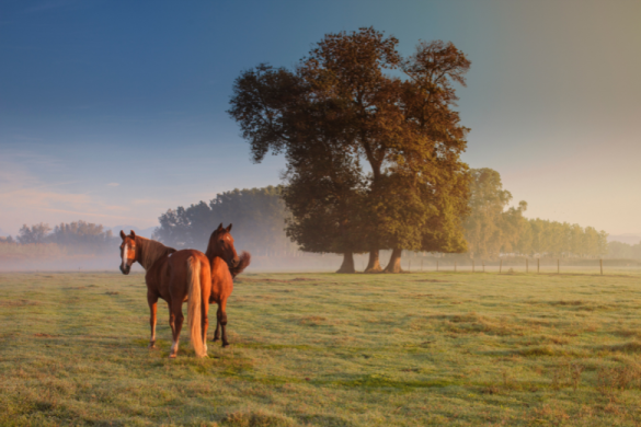 Die Pferdearten im Überblick - ehorses Magazin