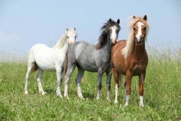 Mini Shetty im Rasseportrait