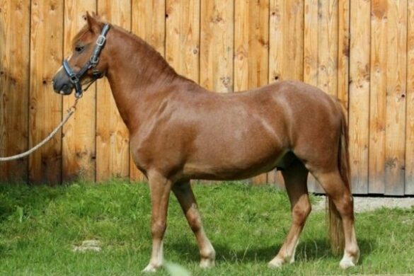 Welsh-A Pony im Rasseportrait | ehorses Magazin