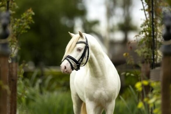 Welsh-A Pony im Rasseportrait | ehorses Magazin