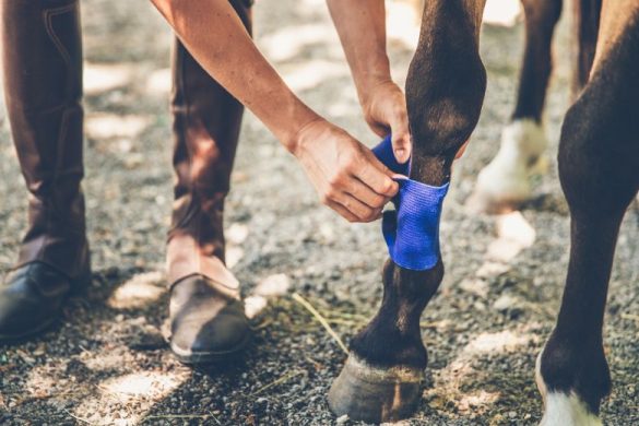 Milben beim Pferd: Symptome und Behandlung I ehorses Magazin