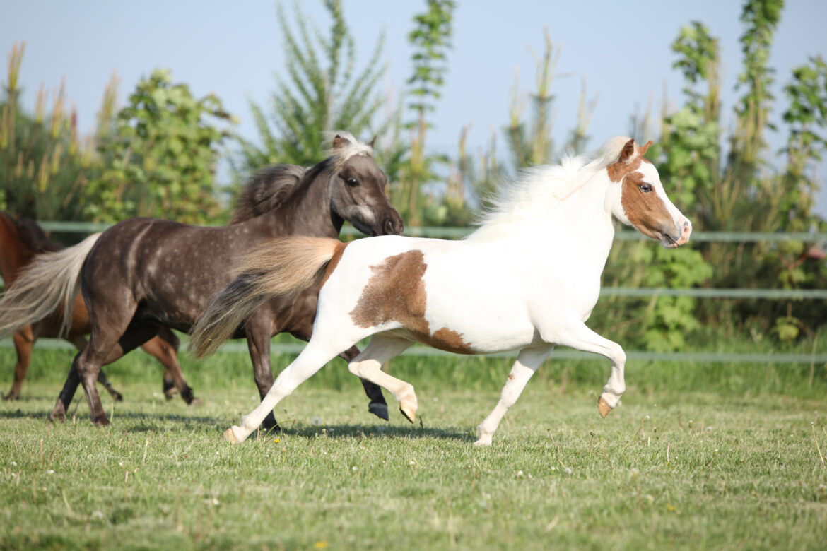 American Miniature Horse im Rasseportrait | ehorses.de