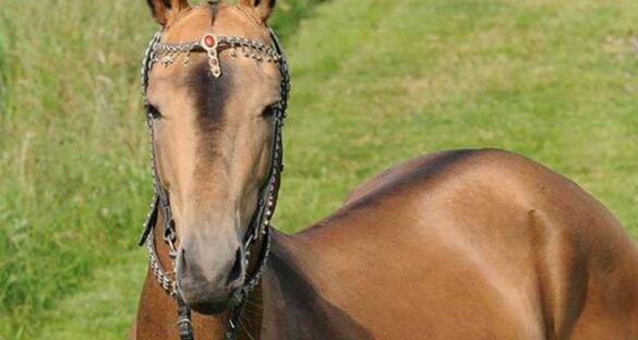 Fellfarben der Pferde: Grundfarben & Co. | ehorses.de Magazin