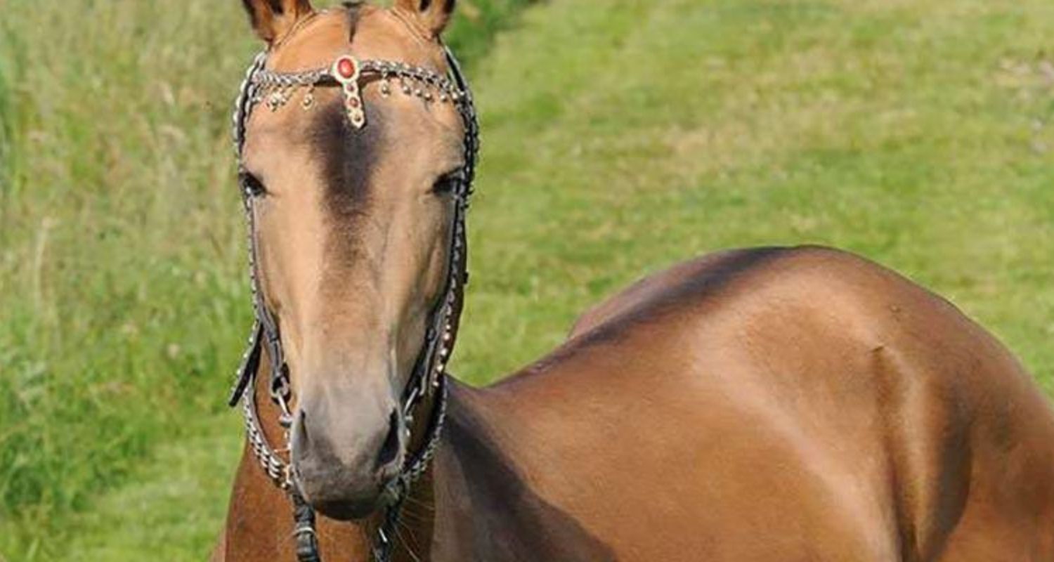 Norweger Pferde im Rasseportrait | ehorses Magazin
