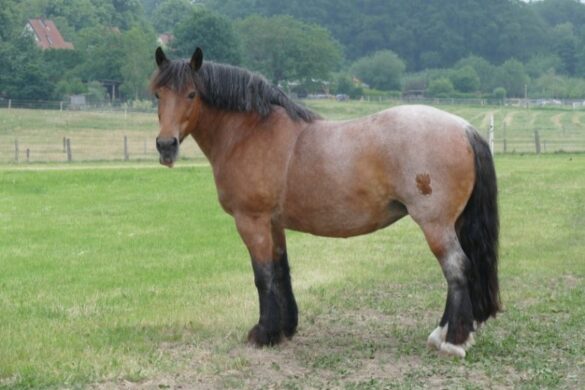 Süddeutsches Kaltblut im Rasseportrait | ehorses Magazin