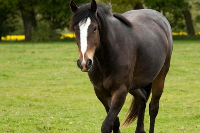 Schwarzwälder Fuchs im Rasseportrait | ehorses Magazin