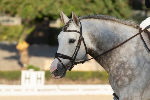 Criollo Pferde im Rasseportrait | ehorses Magazin