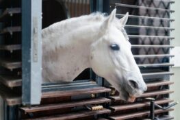 Halla: Leben & Erfolge des Springpferds | ehorses Magazin
