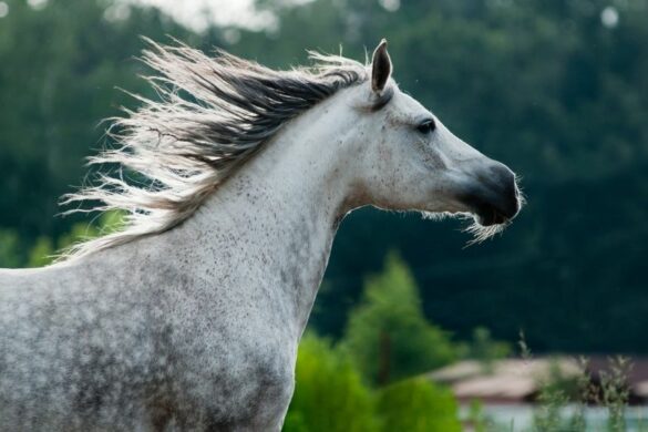 Berber Pferd im Rasseportrait | ehorses.de